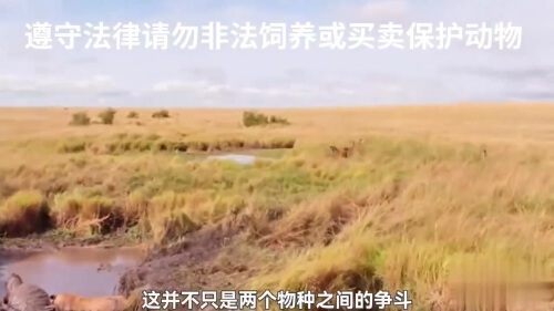 野生动物的绝美瞬间大集合 看看它们真实自然的生存状态简直太治愈