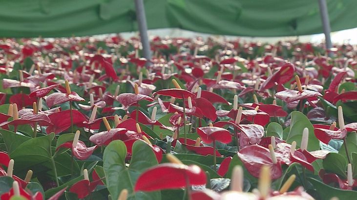 潍坊青州农村商业银行创新信贷模式 助力花卉产业发展