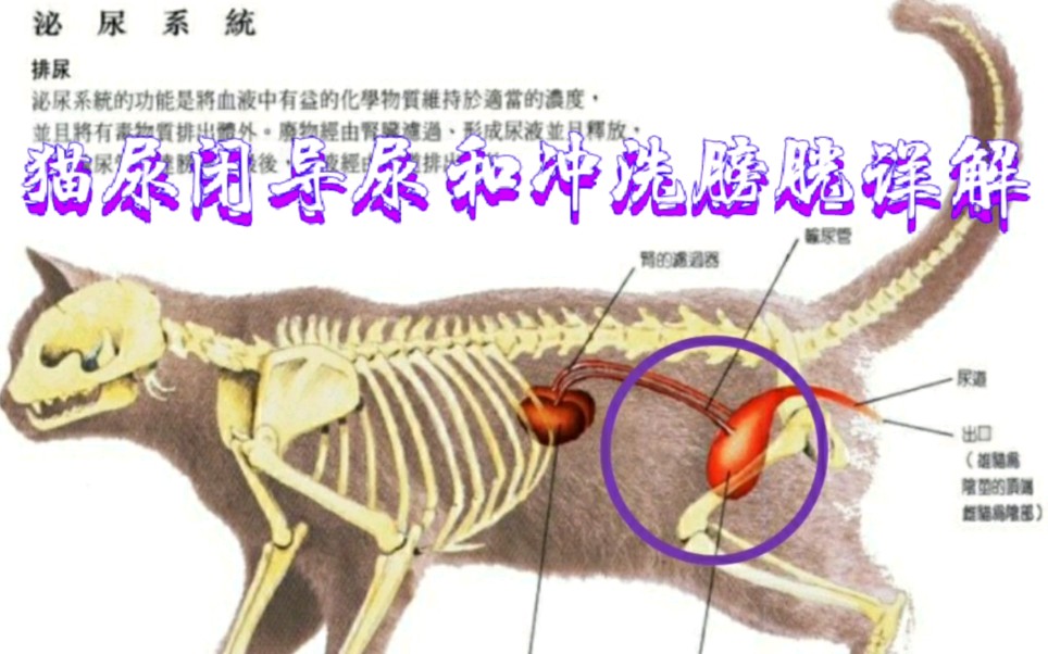 猫尿闭治疗:导尿和膀胱冲洗实操技术;尿结石预防才是关键