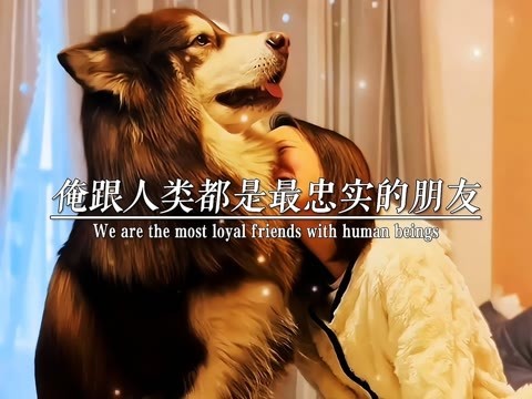 俺跟你一样不后悔狗狗是我们的好朋友