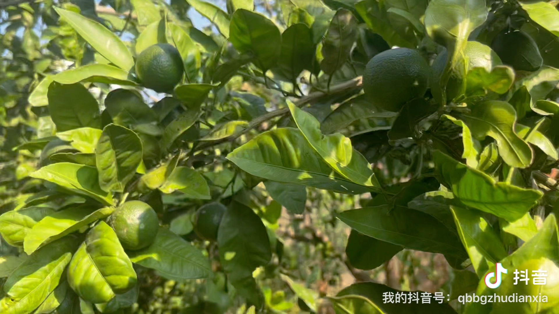 ...栀子花已经开败了,绣球花也已经结束了假期,橘子还是青绿色的果实,...
