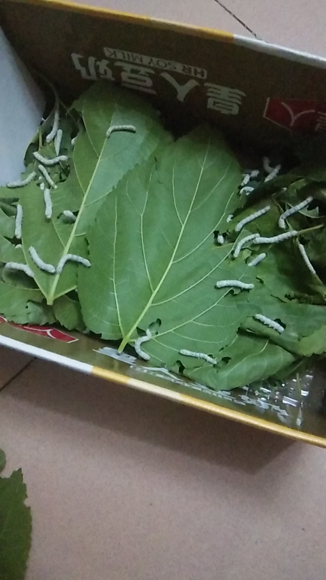 每天见证蚕宝宝的成长过程