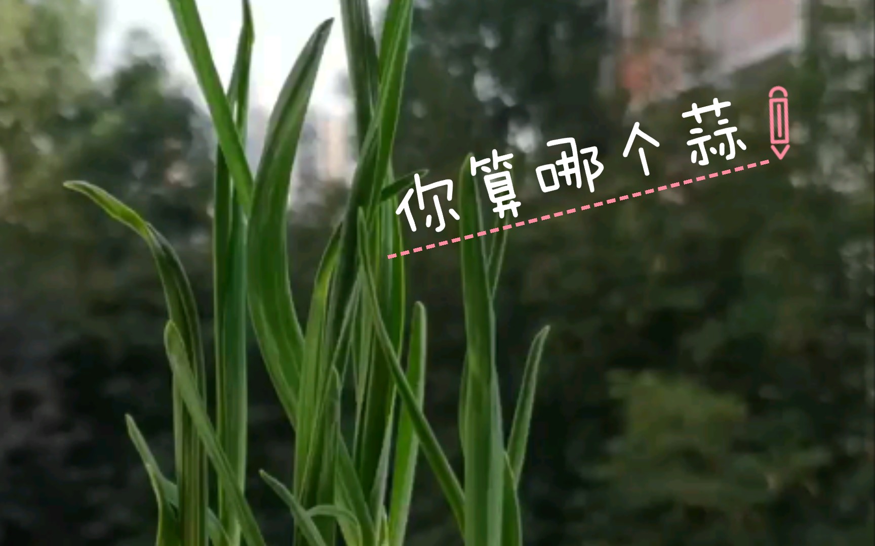 你算哪个蒜?!蒜的成长过程