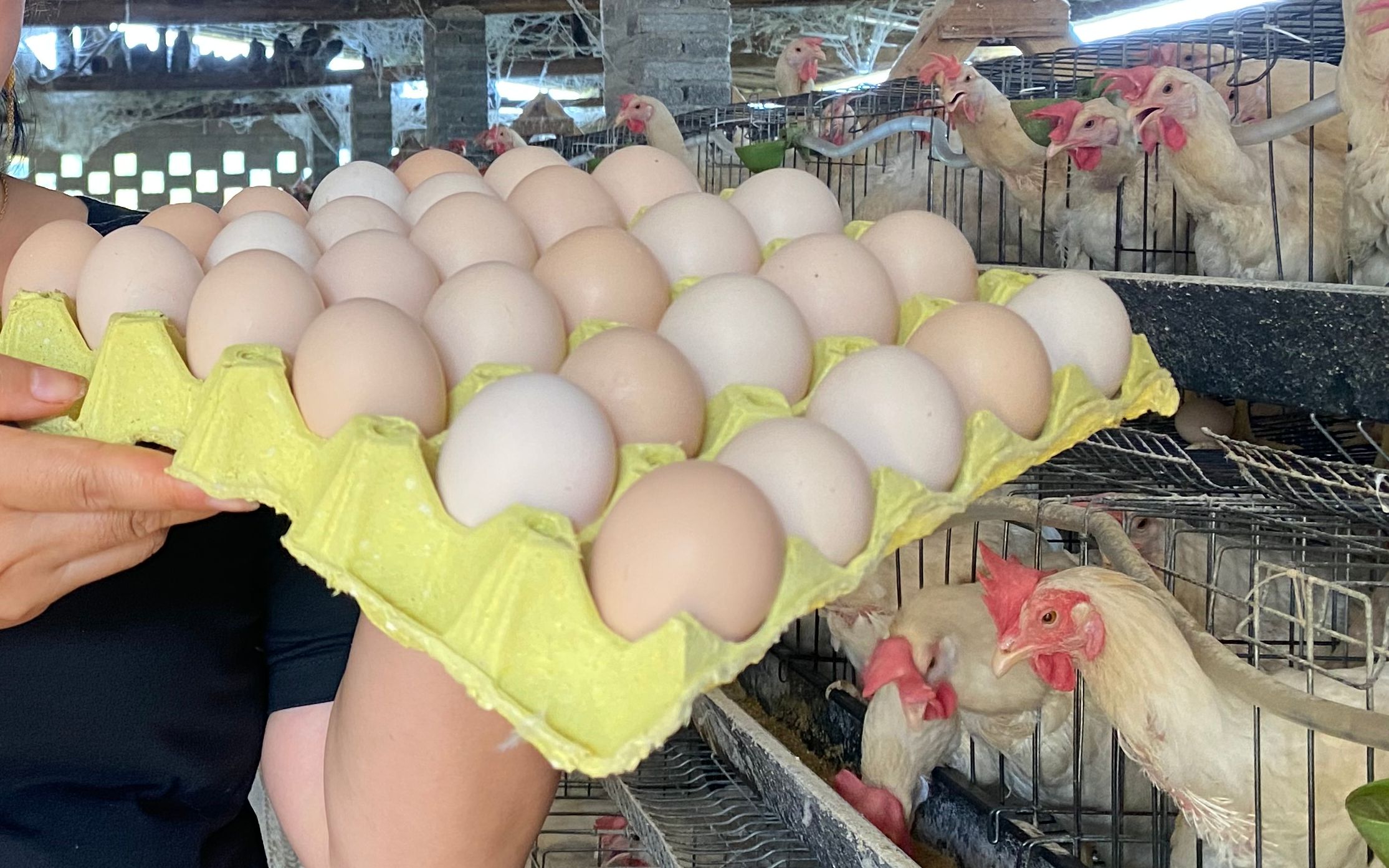 贵州开阳印象硒州美好乡村富硒好物南江农家土鸡蛋