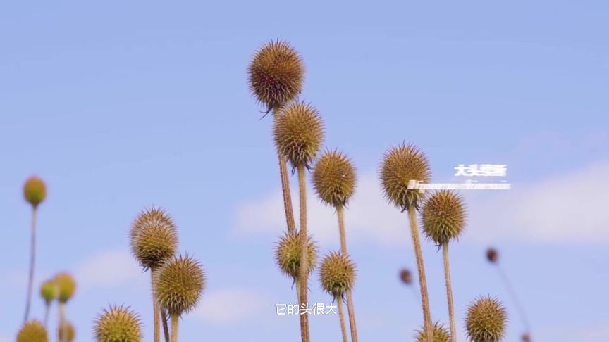 寻找高山植物-分享两种“刺球球”-大头续断、牛口刺#植物 #科普