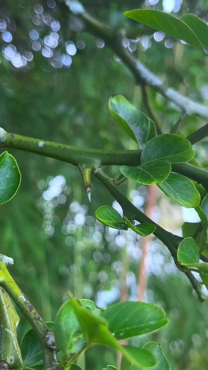 小时候水果枳实