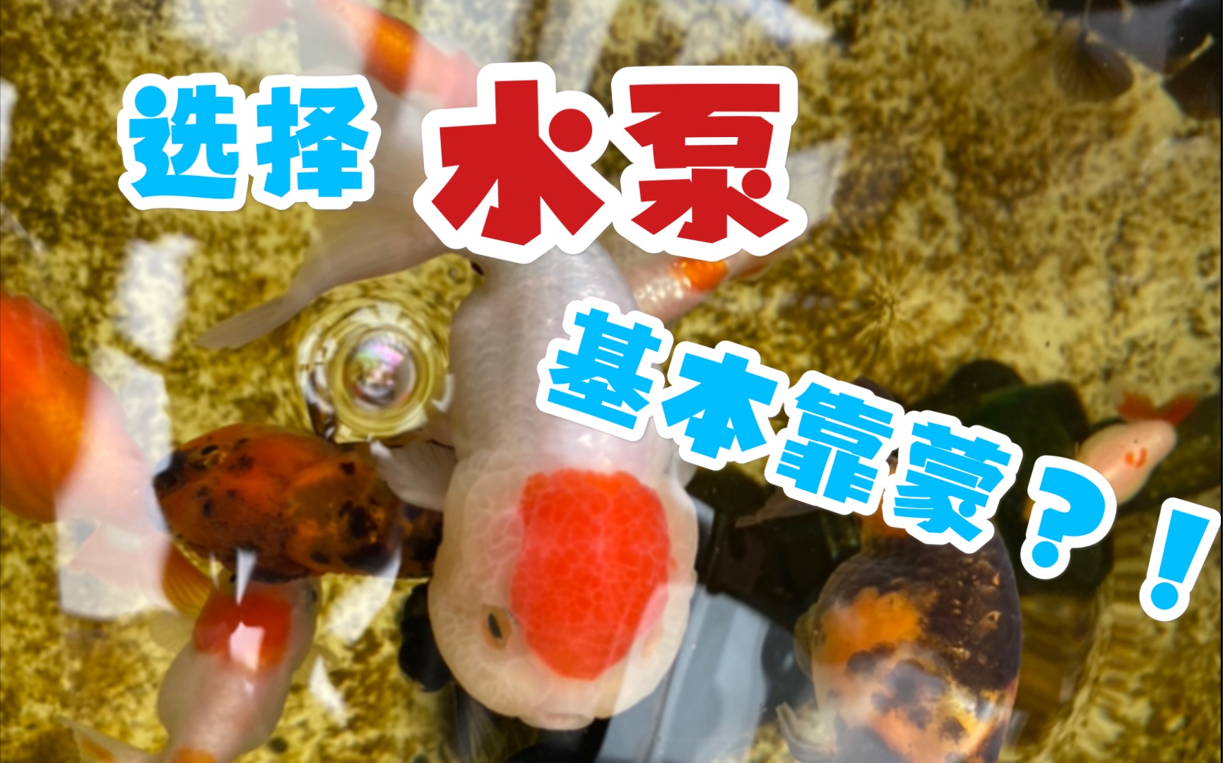 养观赏鱼如何科学地选择水泵?各项数值大有乾坤,会看才会选
