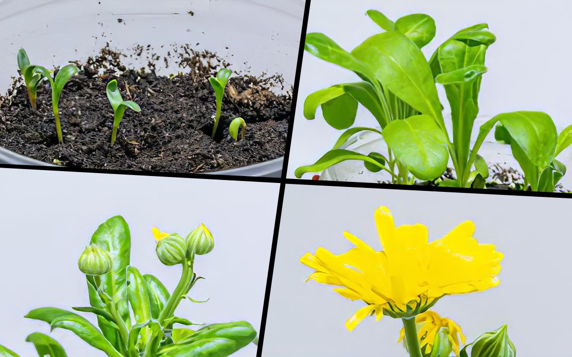 【延时摄影】万寿菊是如何从发芽生长到开花的?
