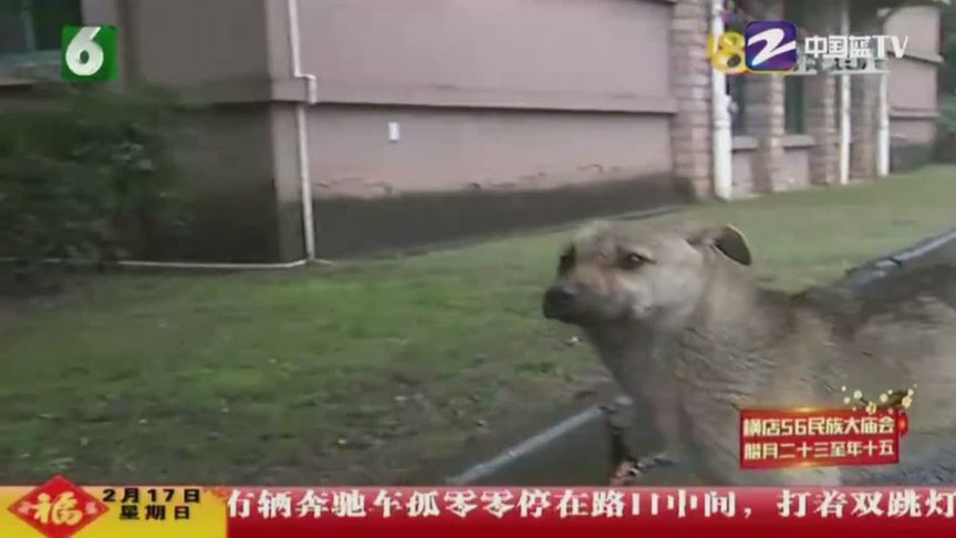 校园周围多次出现:流浪狗咬死流浪猫!危险存在,惹人心慌!