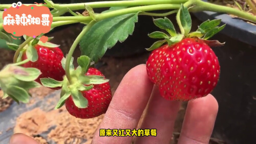 果皮可以种出草莓园来?小伙草莓种植诀窍:削下的草莓皮种入土里