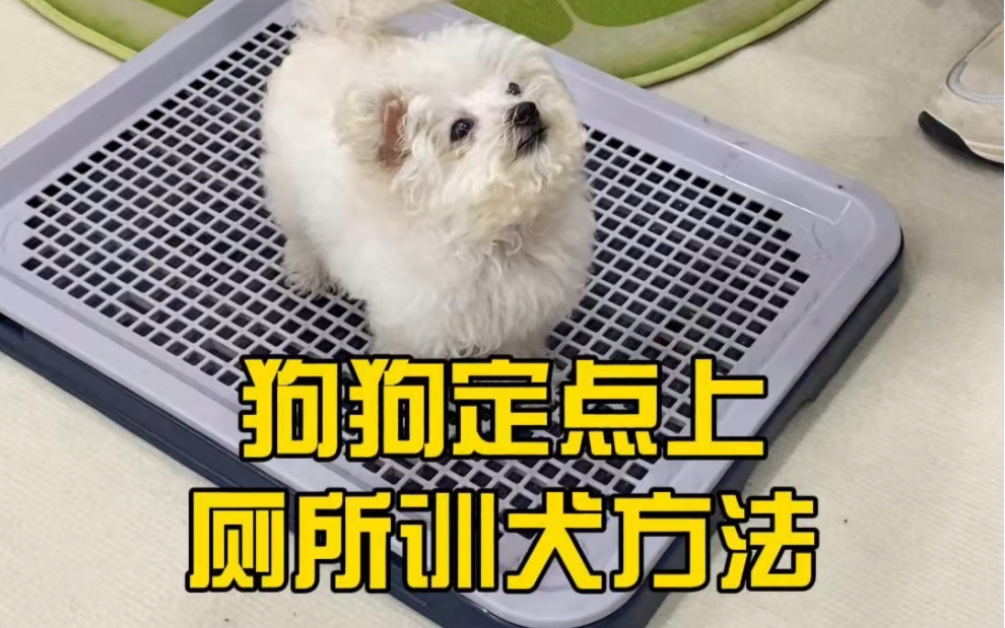 狗厕所拿回家之后怎么教会狗狗定点上厕所