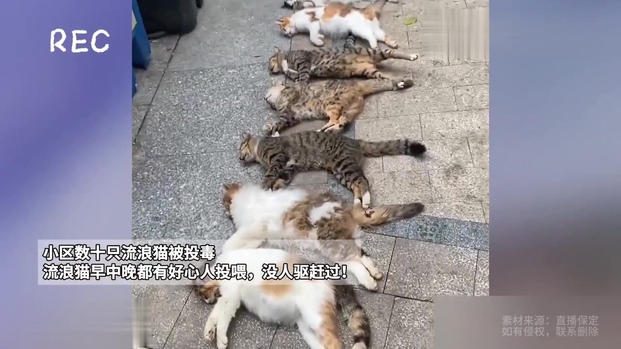 小区流浪猫遭投毒,女子救助崩溃:从一只到十只,谁下此毒手