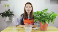 阿司匹林怎样浇花?养花小姐姐是这样说的,后悔现在才知道!