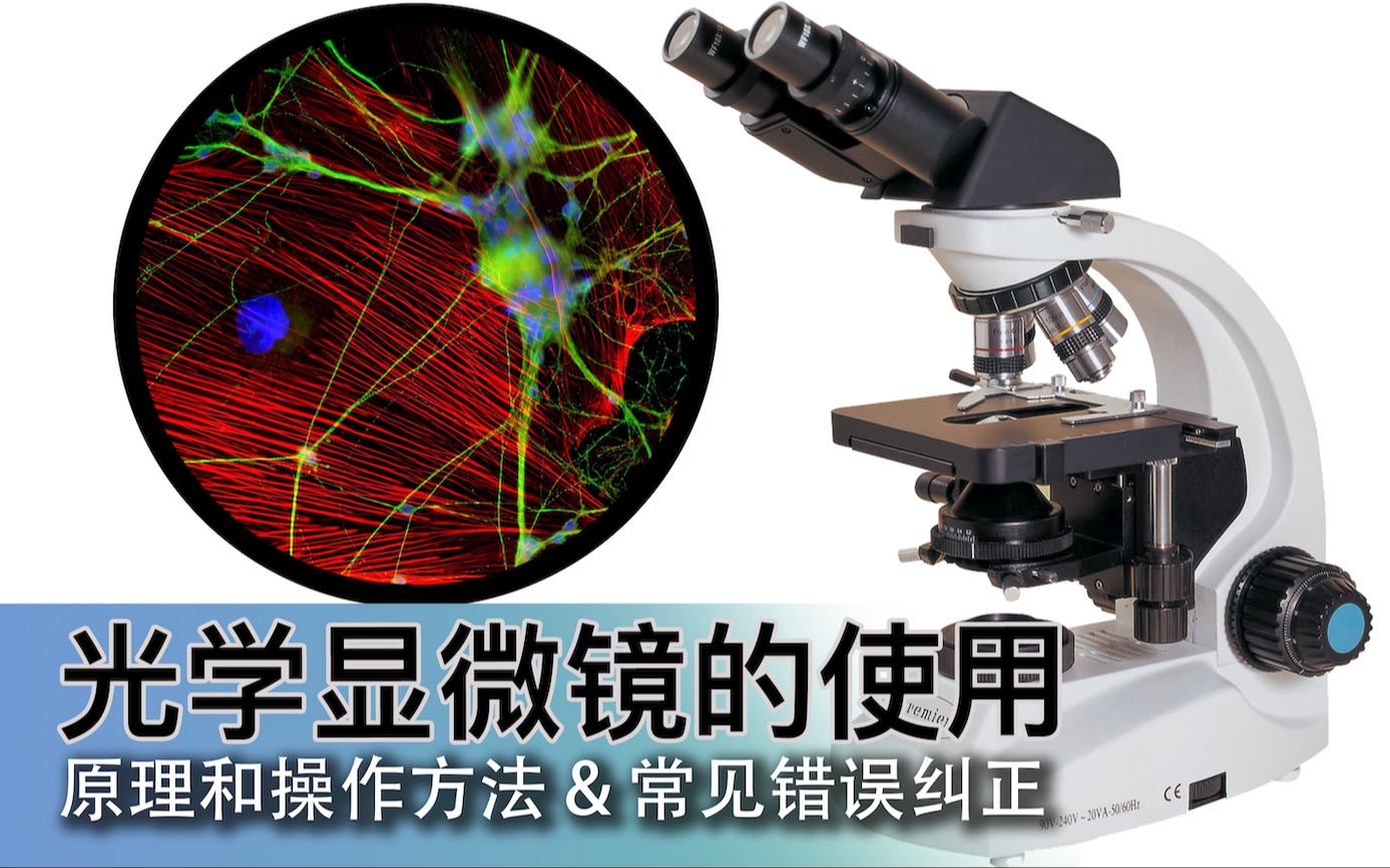 光学显微镜的使用| 显微镜的原理和操作方法 |常见错误纠正