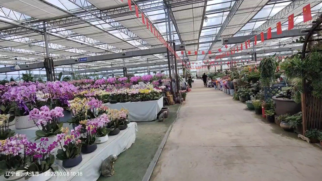 大连最大的花卉批发市场,挨着西山水库,里面就像热带森林