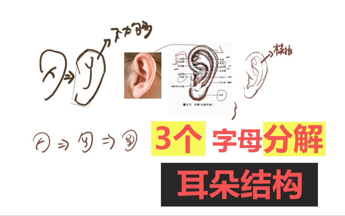 【厚涂零基础教程】人体结构-耳朵画法分析-新手入门