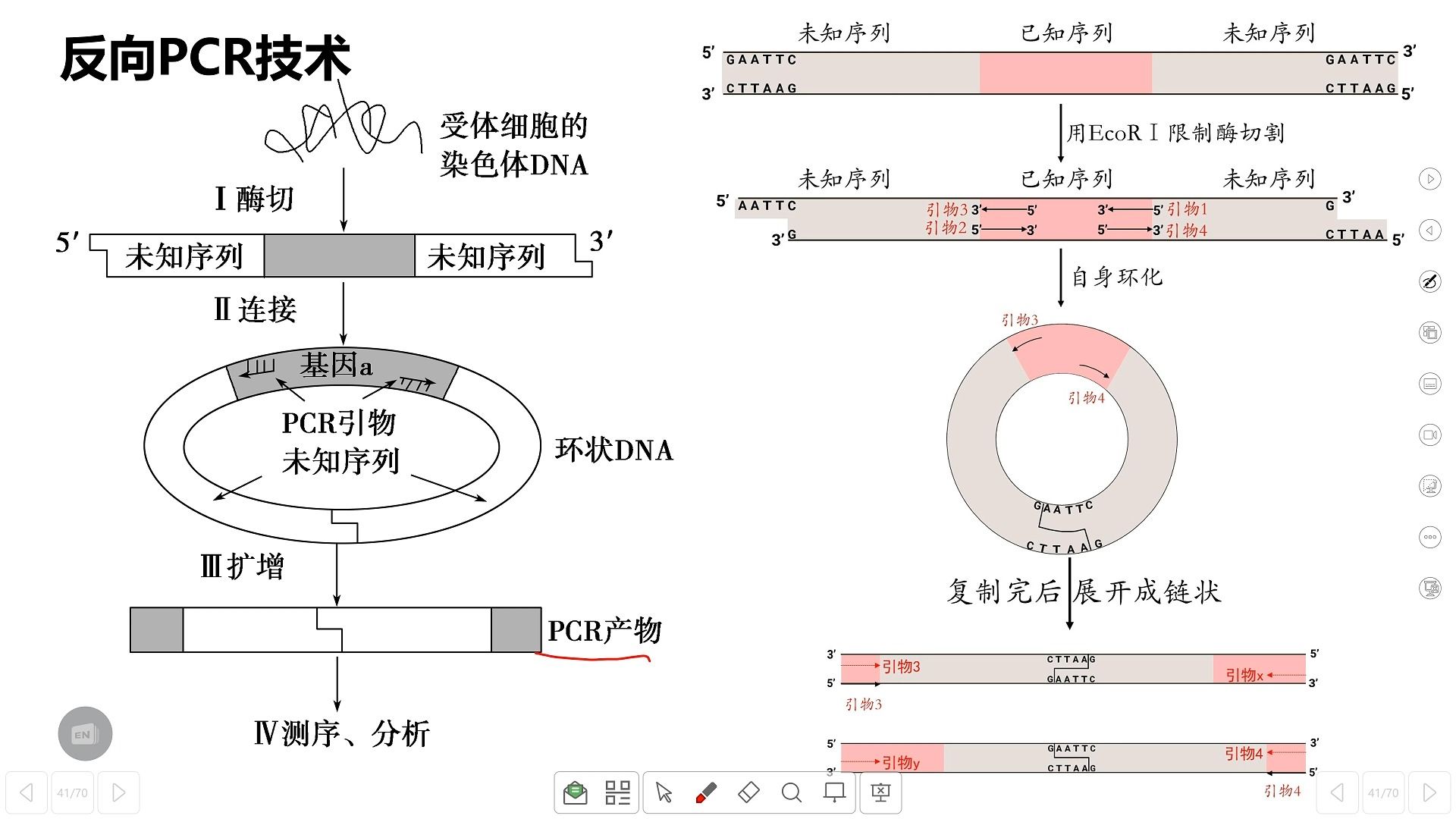 第58讲 PCR技术拓展应用 反向PCR和荧光定量PCR讲解