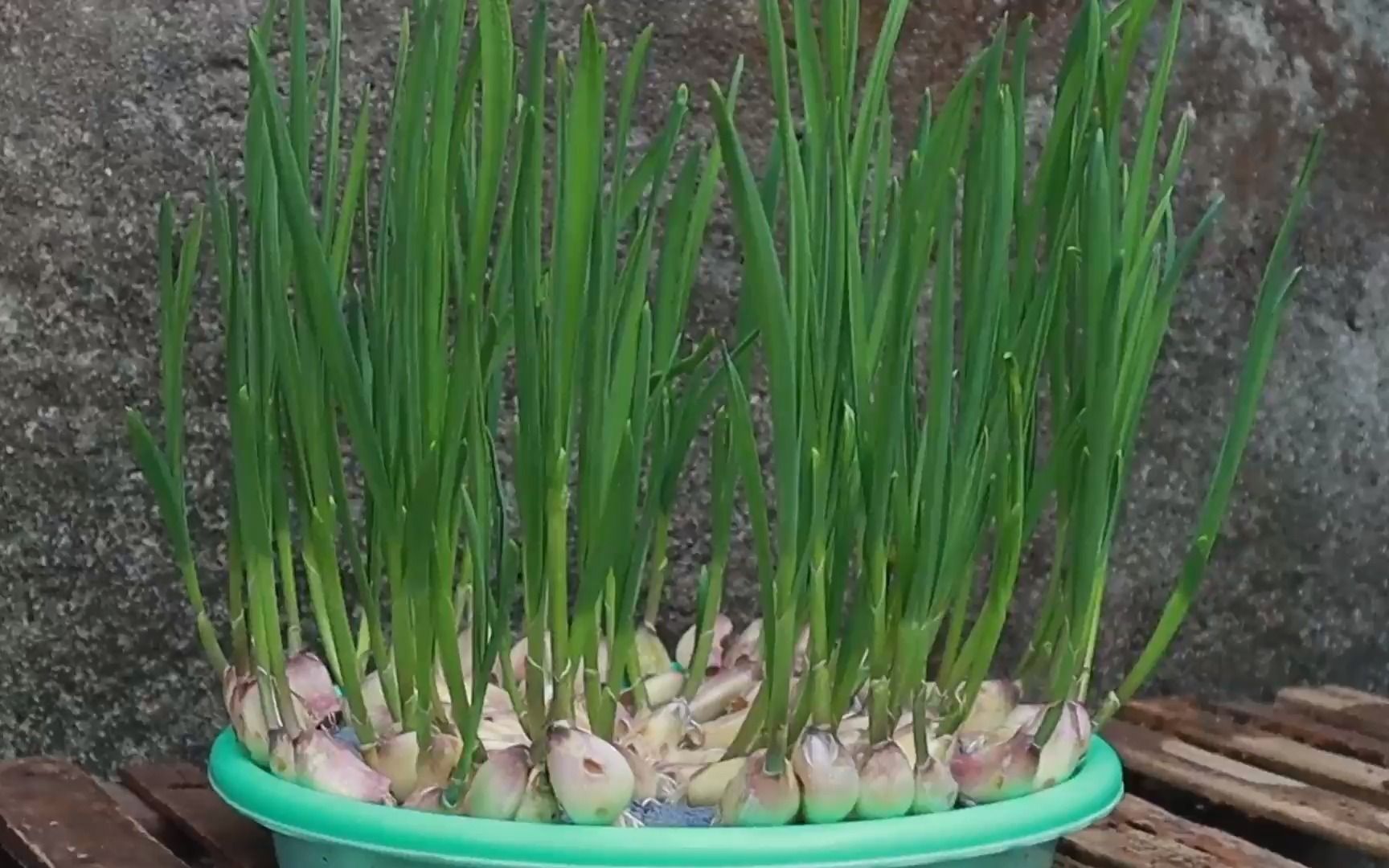 不用土在家种蒜苗,不需要耗费太多时间,方法超级简单