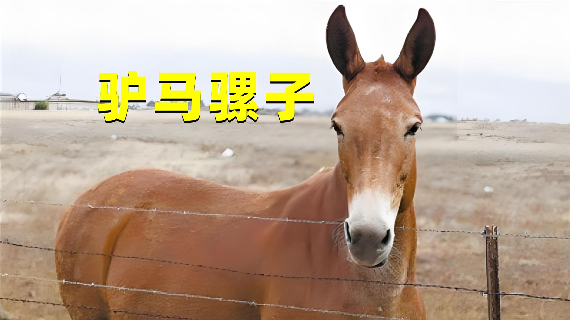 马和驴明明不是同种动物,为什么却能杂交,繁衍出骡子?