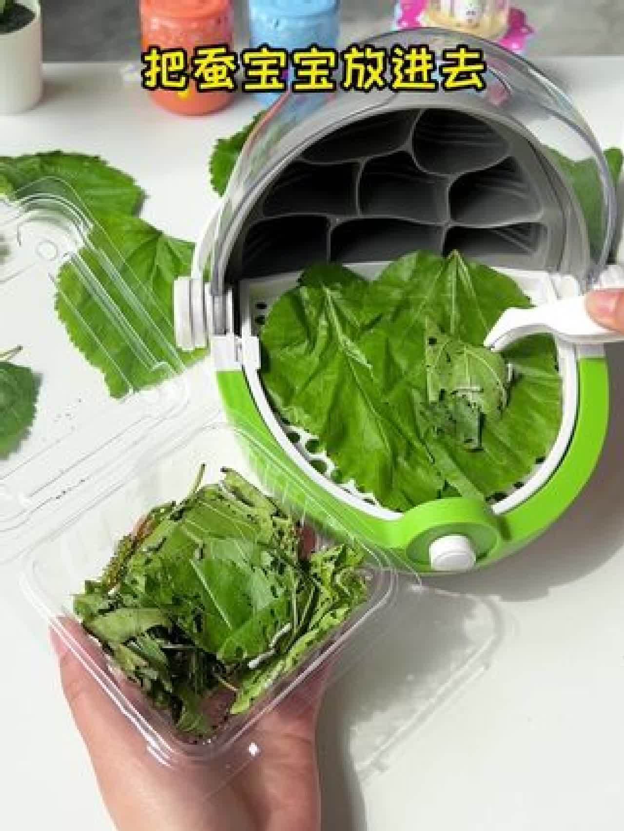 又到了养蚕宝宝的季节啦,带孩子近距离观察奇妙的生长发育过程吧#.