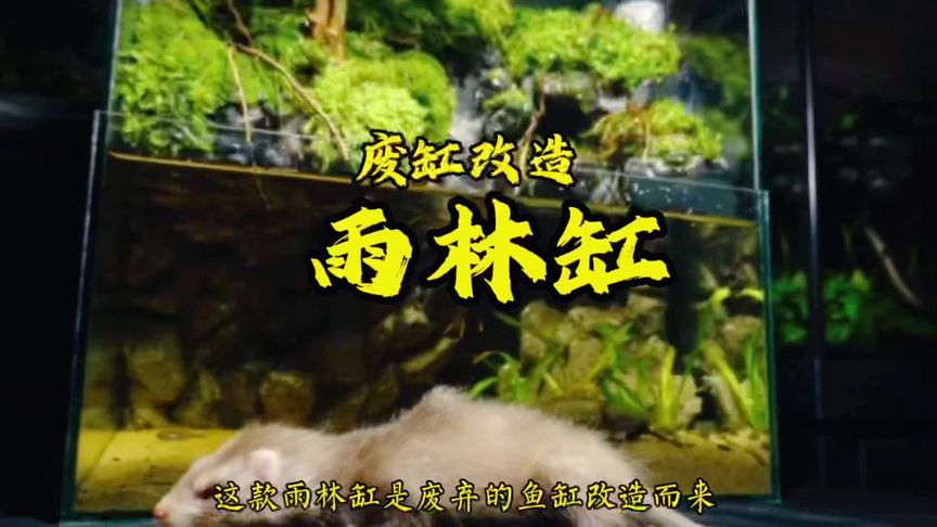 废旧鱼缸大改造, 变身超级雨林缸。 总算发出来了