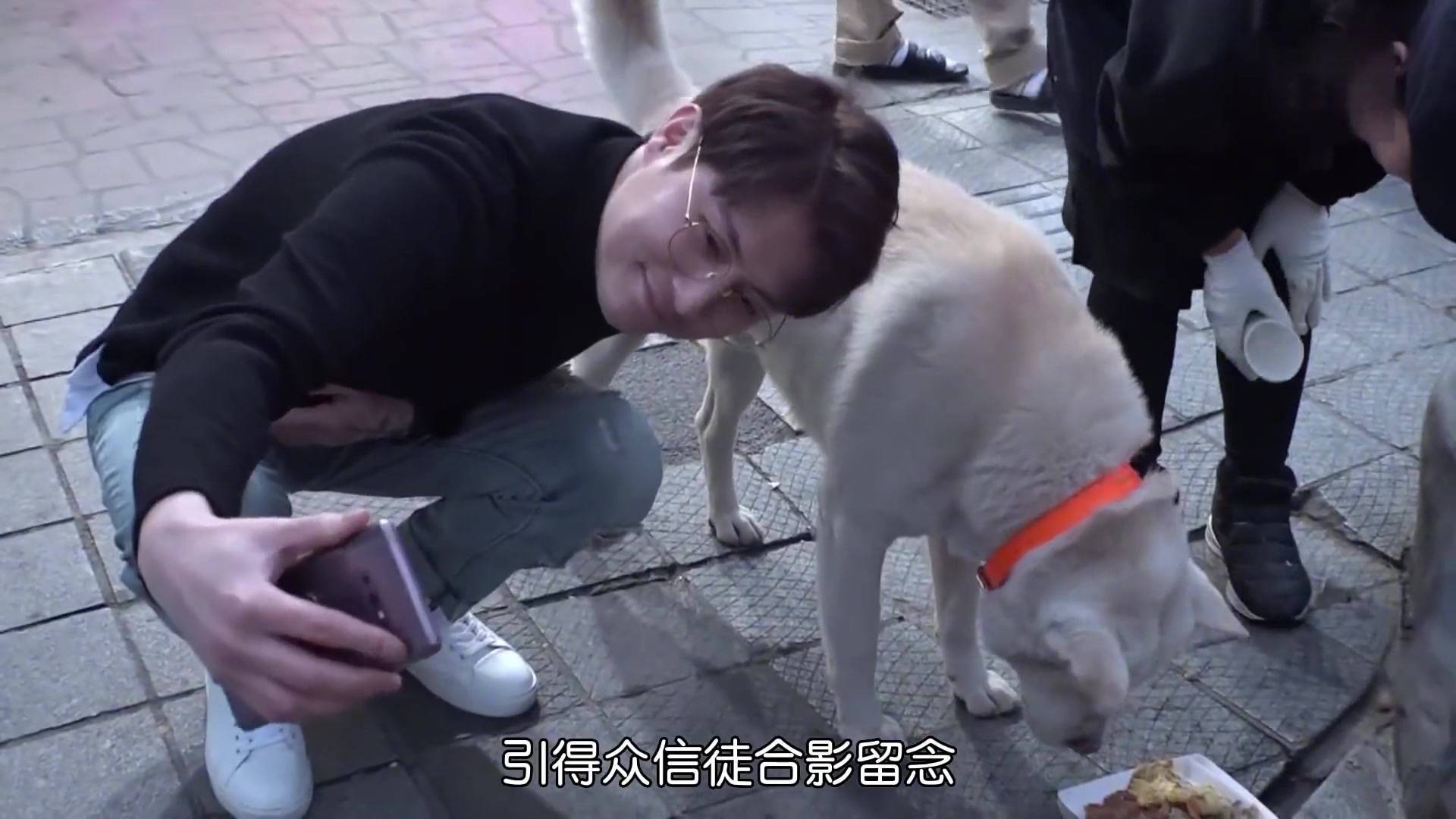 一只靠演技骗了主人四年的修狗