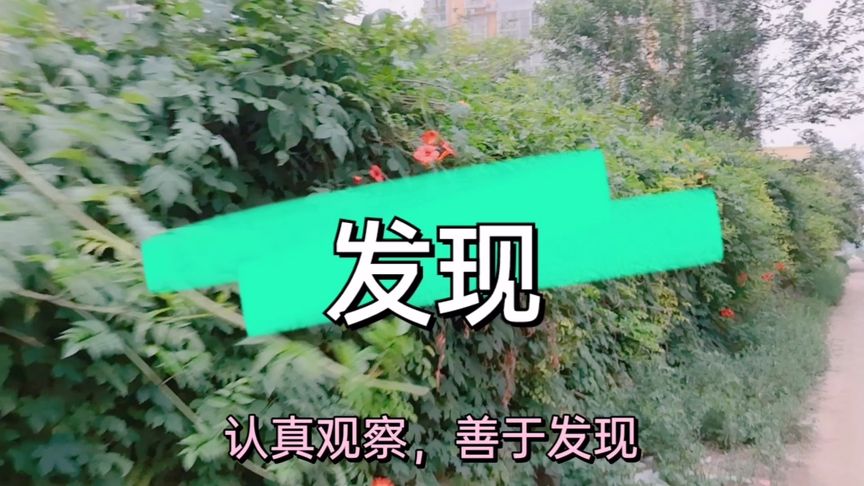 善于发现生活中的美