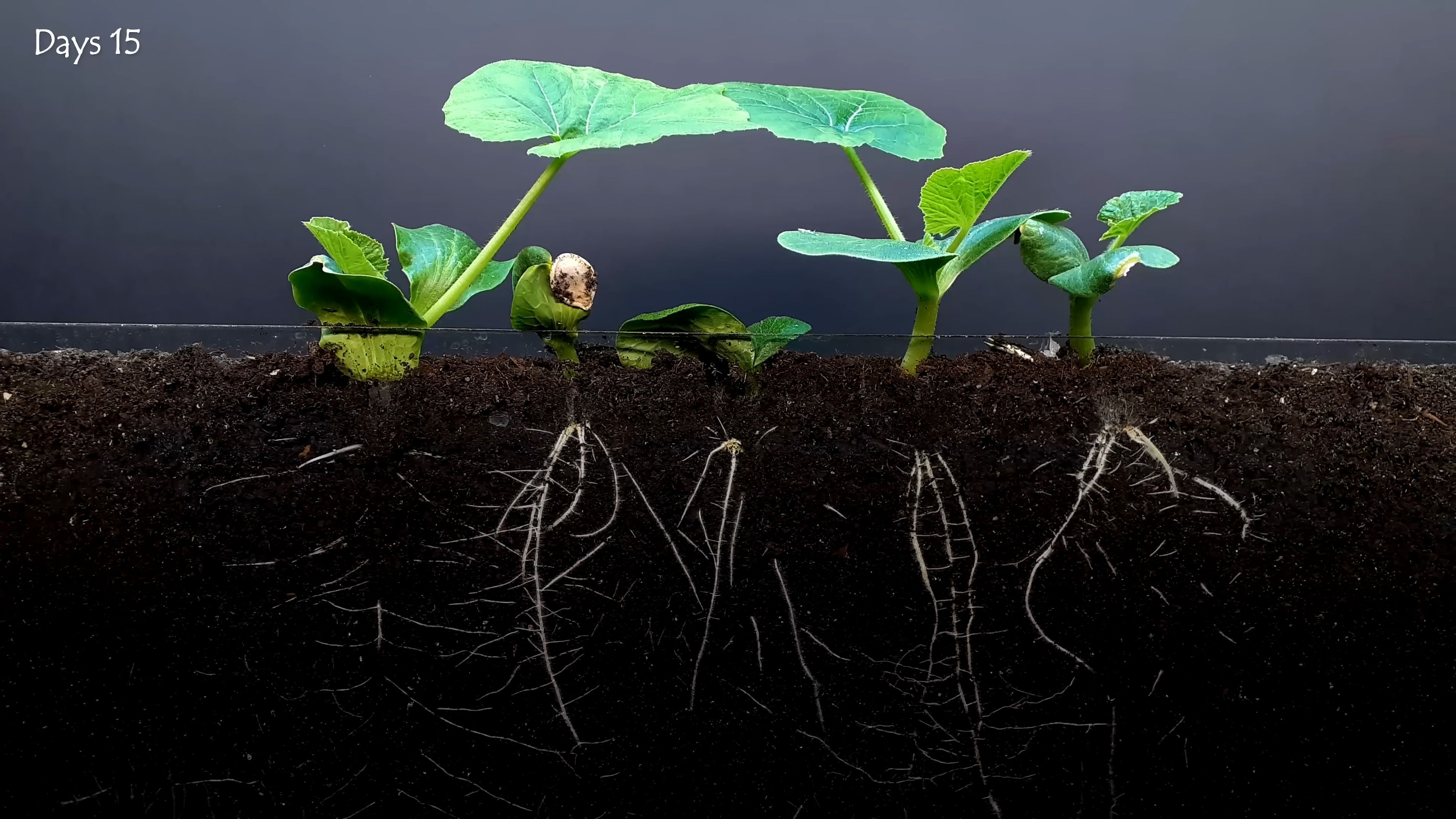 全程记录植物生长过程-我见过的 55 个最美丽的延时摄影