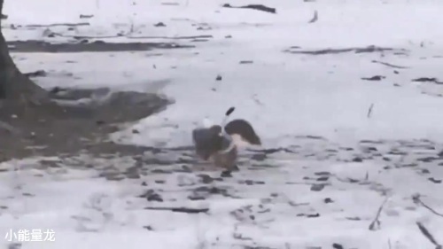 猎食技巧精湛,小型食肉动物精彩捕猎集锦