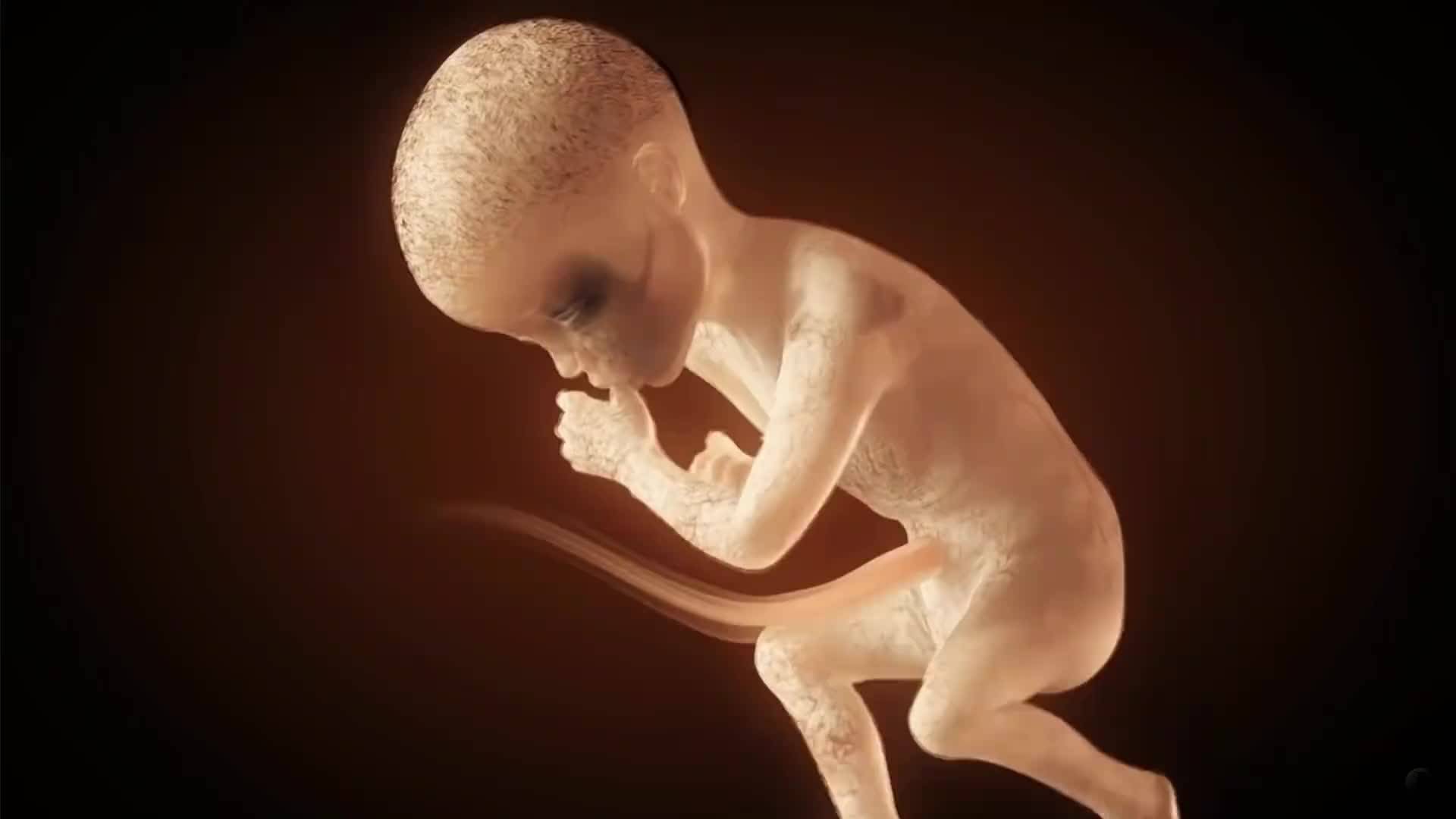 这就是胎儿发育的全过程#科普一下