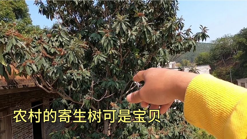 农村果树上的寄生可是宝贝,可泡茶可入药,花钱买不到
