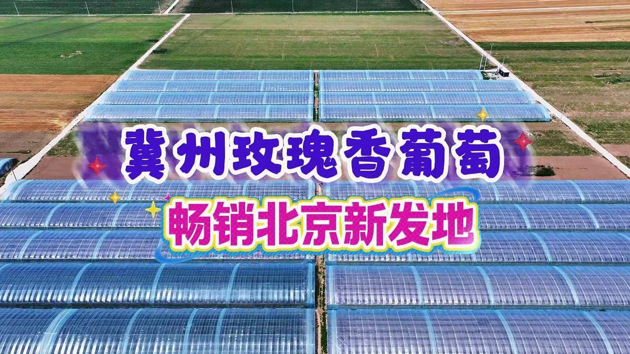 冀州玫瑰香葡萄为何能畅销北京新发地?西高庄村党支部书记闫广彪来...