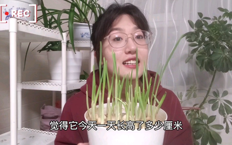 vlog|蒜苗成长日记day two 今天长了好几厘米耶