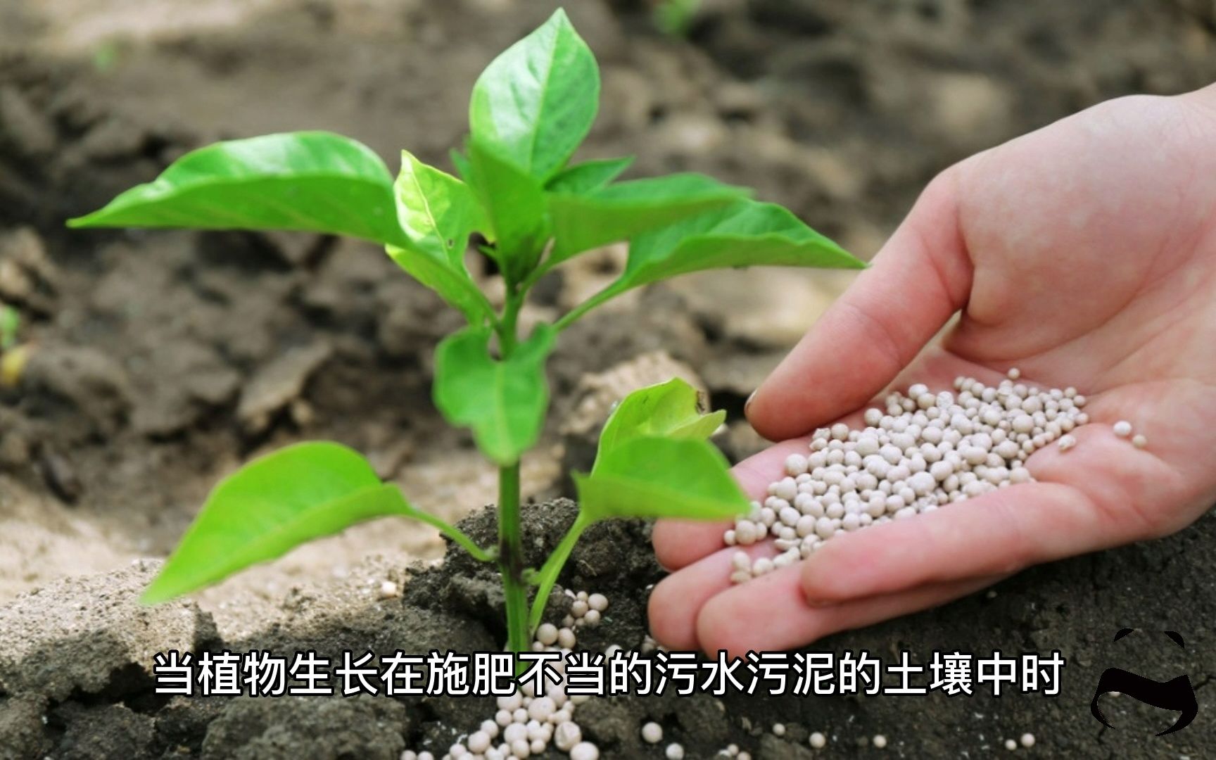 植物胁迫:非生物和生物胁迫