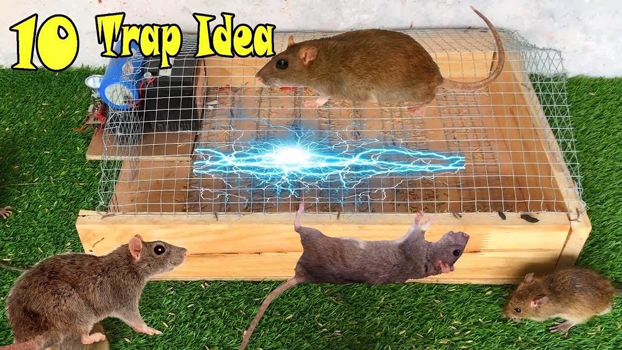 十大创意鼠标陷阱,最佳电动鼠标_老鼠陷阱_我见过的最好的视频