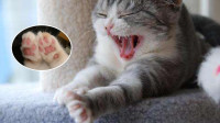 猫咪如果肯让你碰着3个地方,说明它信任你,把你当“自己人”了