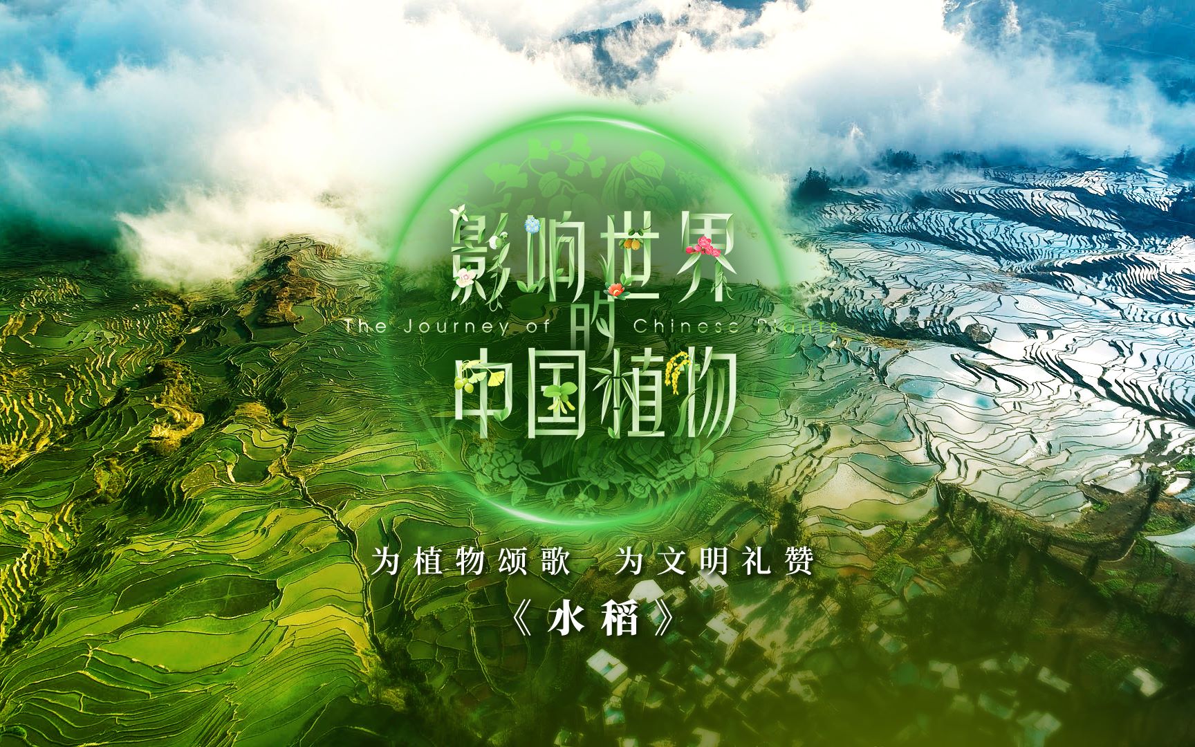 预告片:《影响世界的中国植物》之《水稻》
