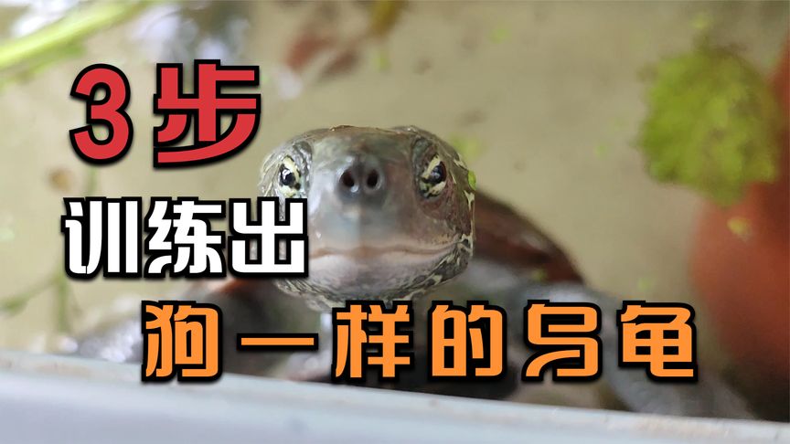 把乌龟训得跟狗一样,乌龟互动性训练教程,简单三步提升乌龟粘人