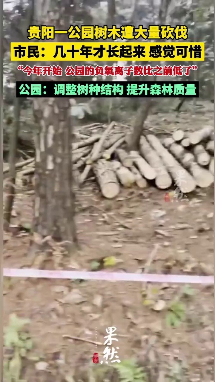 公园树木遭大量砍伐引发市民担忧 公园管理方回应