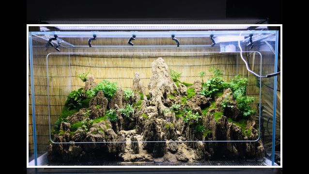 造价x000元,顶配1.2米水陆缸开缸全过程,造景石头是亮点!