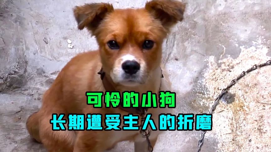 这么可爱的小狗,每天竟遭受着痛苦的折磨