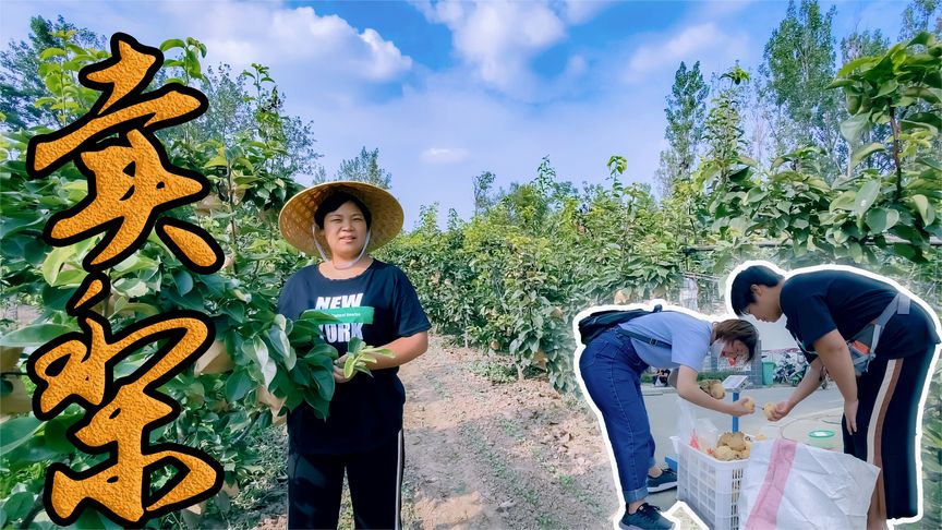 河南农村的梨成熟了,大小价格不一样,梨为啥不能分开吃?