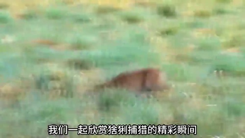 无畏猞猁在寒冷山野中,如何用智慧与勇气征服猎物与敌人?