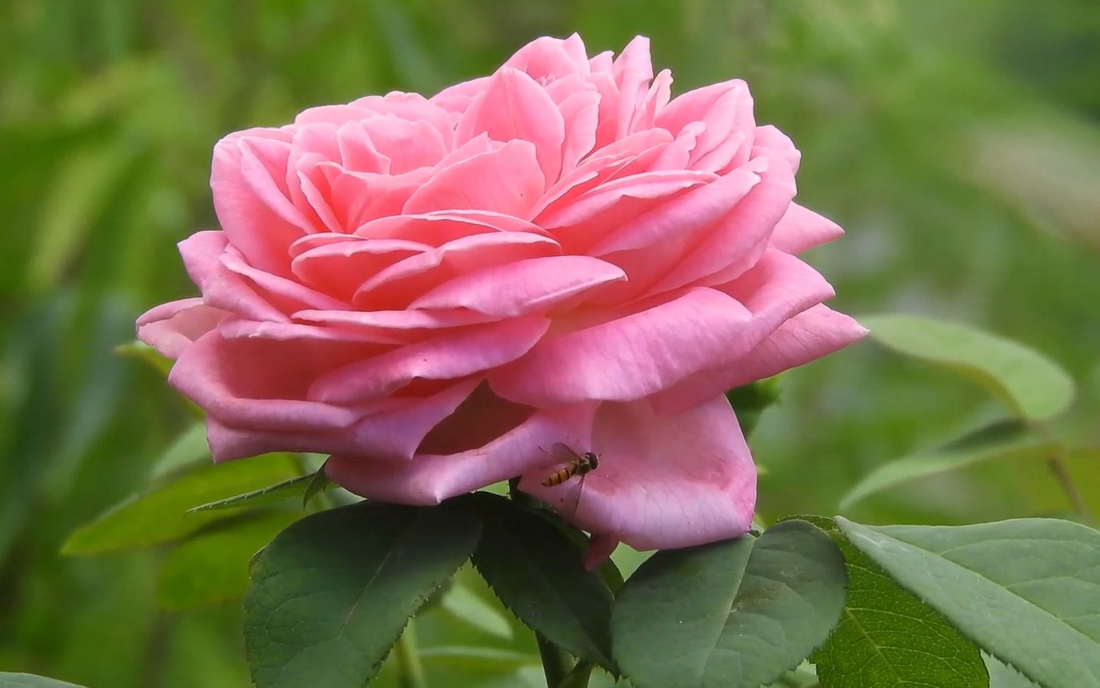 c834 4K高清画质小清粉红色玫瑰花月季花绽放花朵鲜花盛开壮美大...