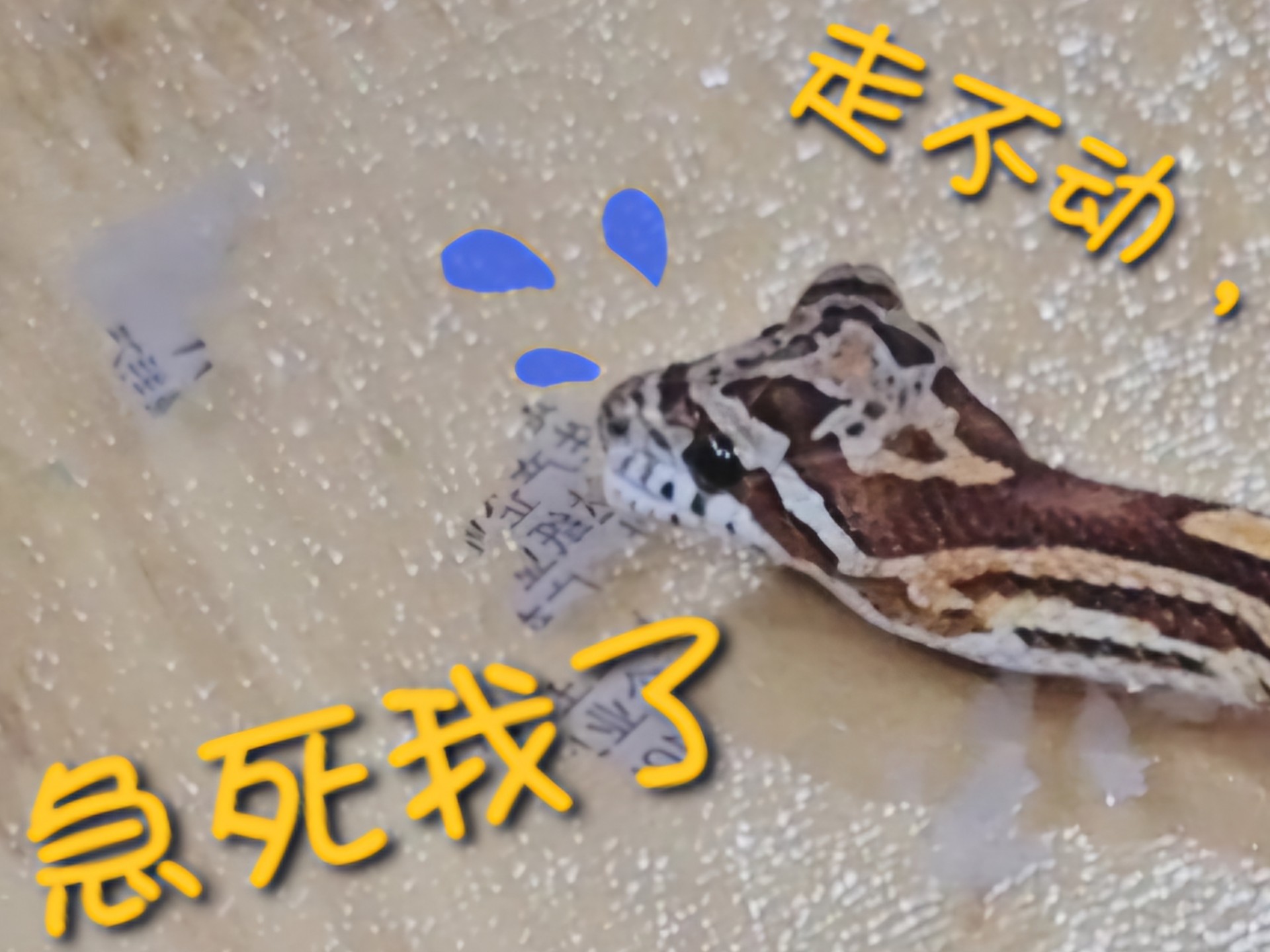 把双头蛇放在让蛇寸步难行的地方