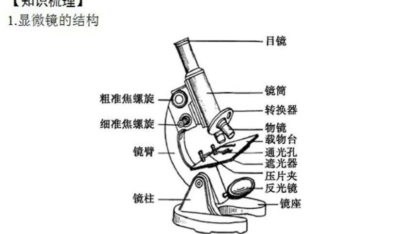 显微镜结构与使用