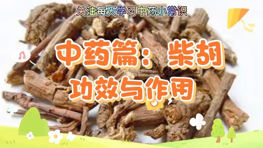 每天学习中药小常识《柴胡》功效与作用