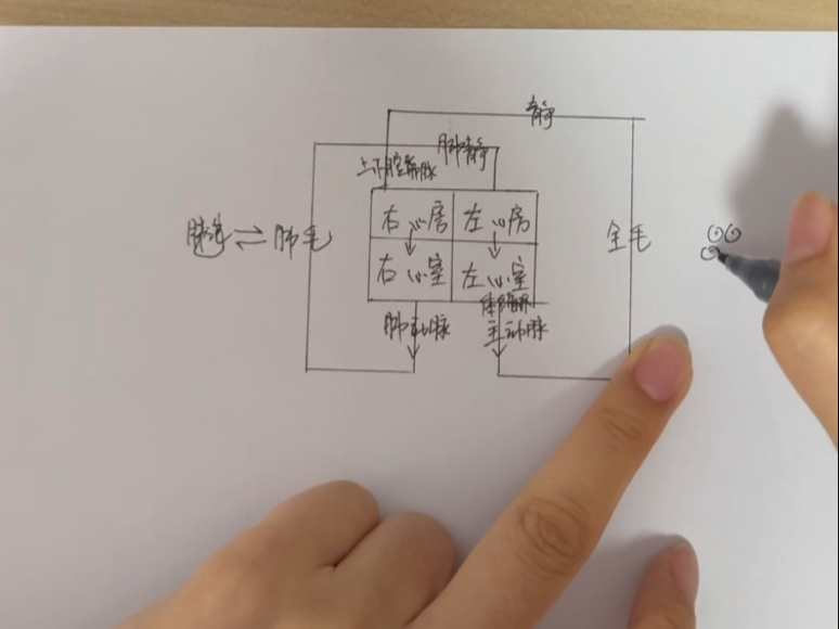 ...肺循环肺泡与血液进行气体交换;静脉瓣在静脉里,主要分布在四肢当中