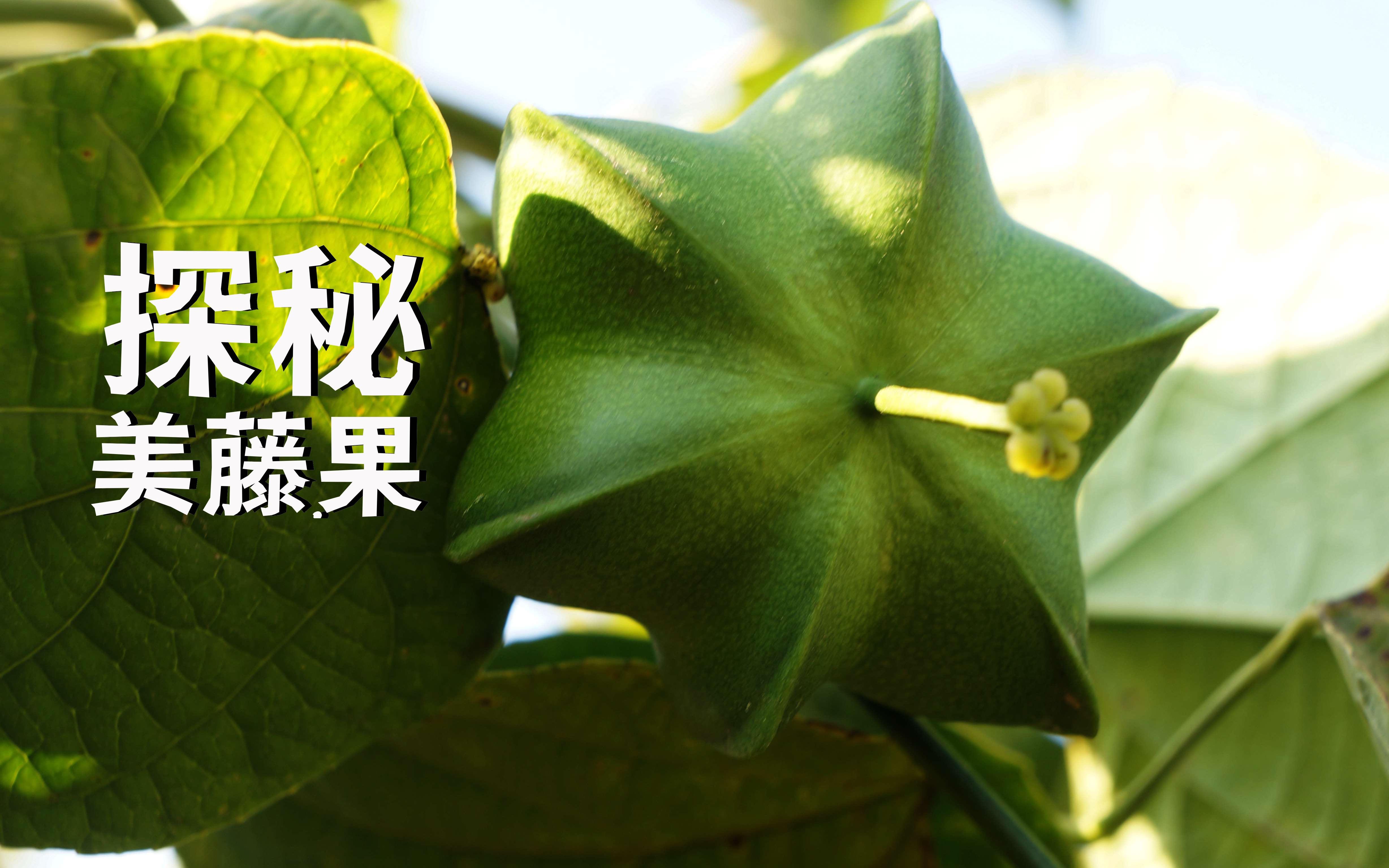 《探秘美藤果》第3集:美藤果的生长习性——什么地方可以种植美藤果