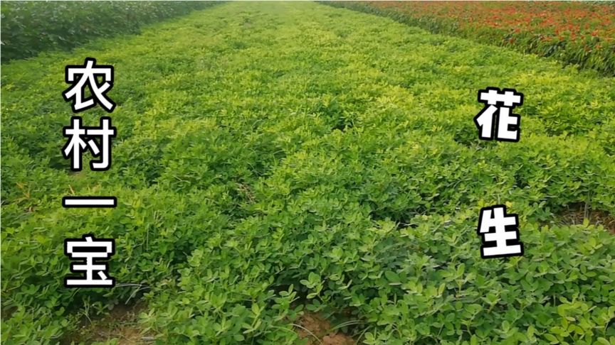 农村种植的花生,生长奇特,又有“长生果”的美称,一起了解一下